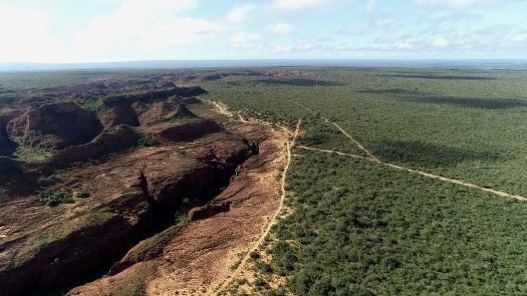 Caatinga e Cerrado sofrem desmatamento acelerado, diz estudo
