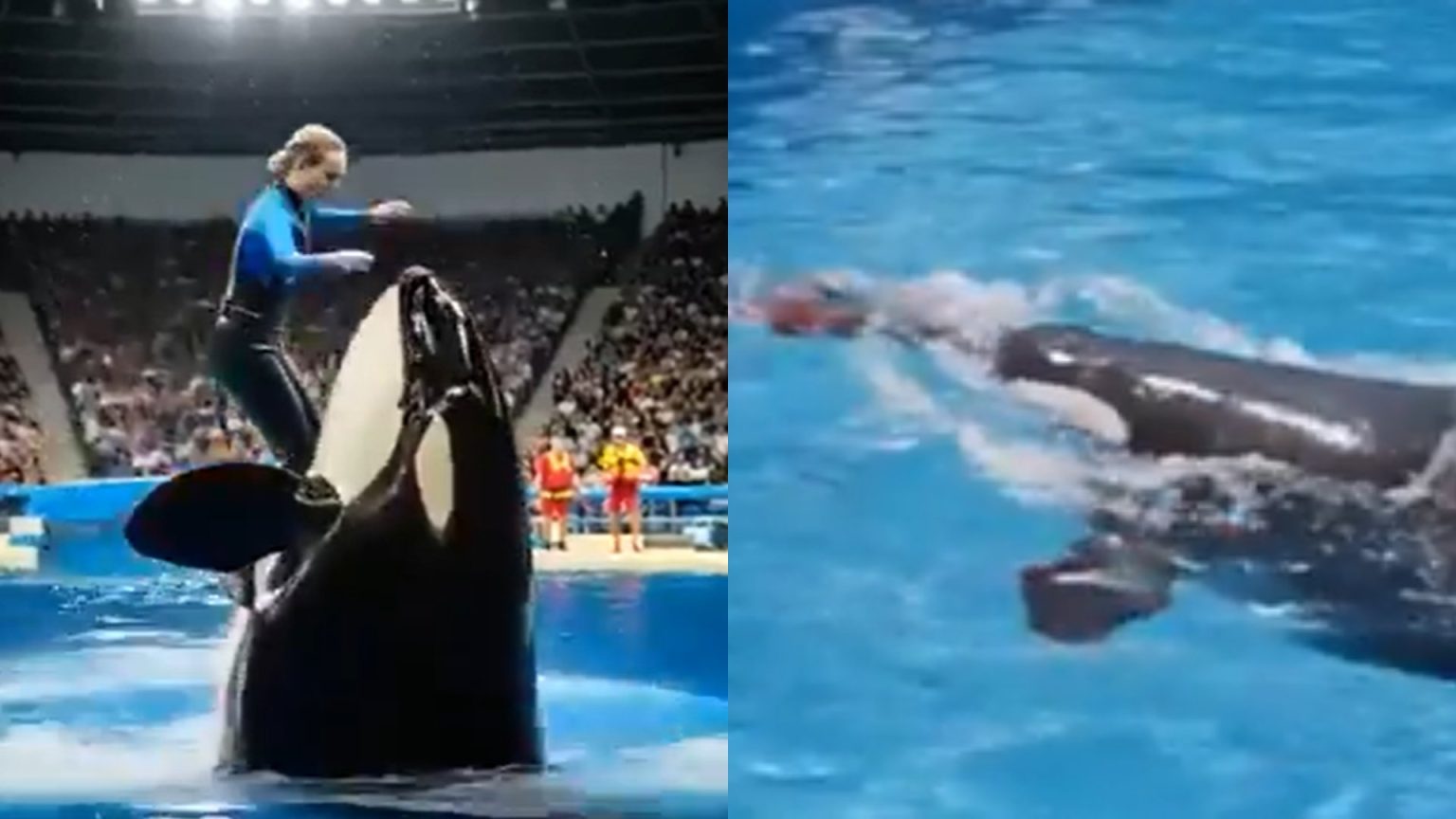 Jessica Radcliffe: a verdade por trás do ataque de orca que teria matado treinadora